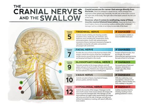 Slp Insights On Twitter In 2022 Cranial Nerves Nurse Study Notes