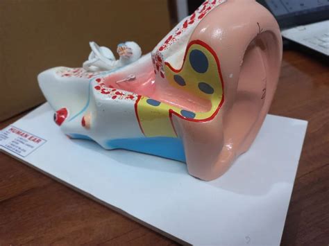 Human Ear Model At ₹ 350 Piece Biology Models In Ambala Id 23335173355