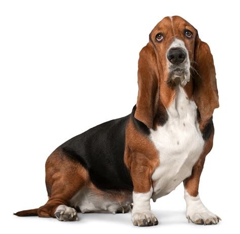 Basset Hound Temperament At Henry Hamill Blog