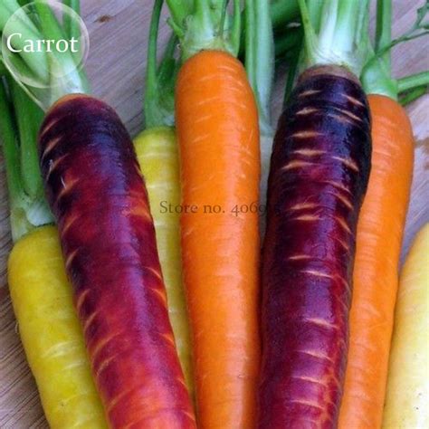 100 Seeds Rare Daucus Carota Mixed Carrot Organic Vegetables White