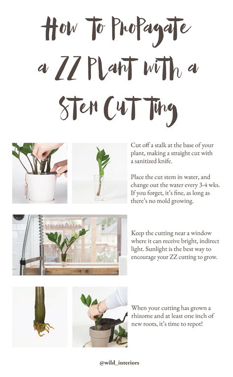 5 Example Of Stem Cutting Plants Mercedesmincarr