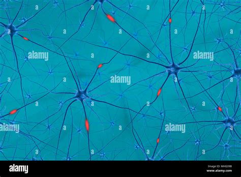 Corpo Cellulare Dei Neuroni Immagini E Fotografie Stock Ad Alta