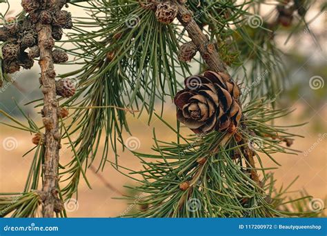 Pine Tree Cone Close Up Siberian Tree Stock Photo Image Of Tree Forest 117200972