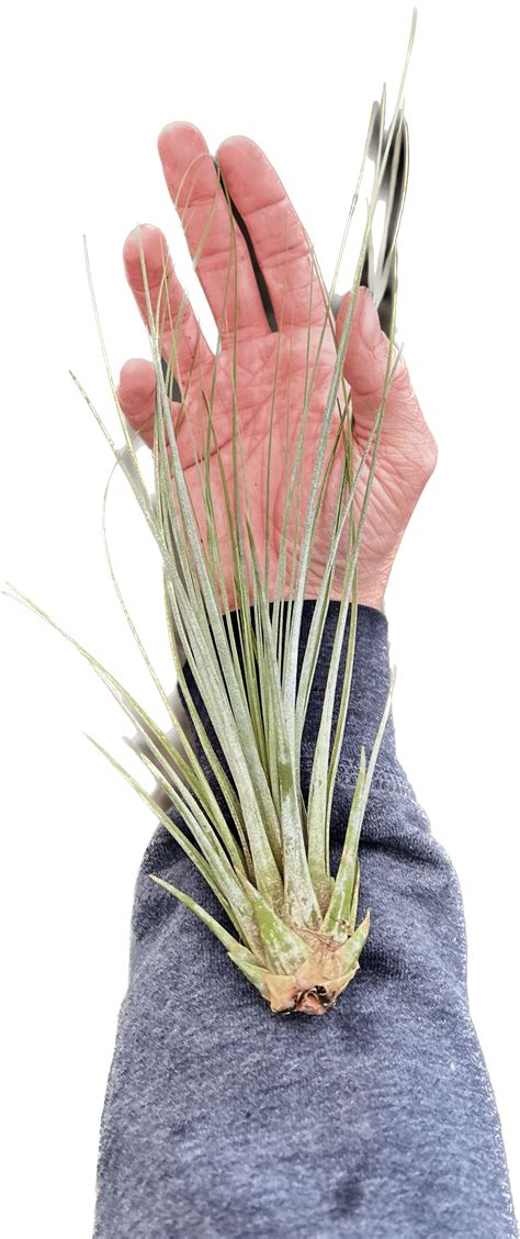 Air Plant Juncea Sm The Kc Plant Factory