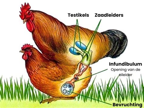 Hoe Maakt Een Kip Een Ei De Kippenclub