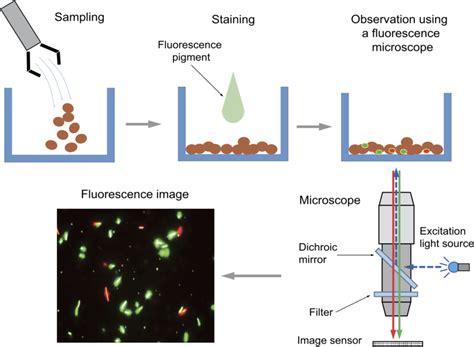 Schematic View Of Microorganism Detection Using A Fluorescence Download Scientific Diagram