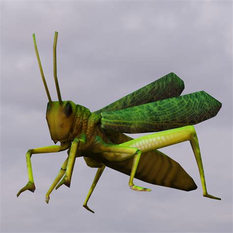 Artstation Grasshopper Animated 3d Model Resources