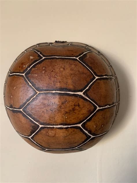 Turtle Shell Carving Etsy Turtle Shell Carving Etsy