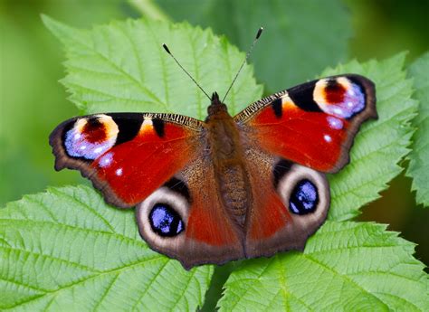 File Peacock Butterfly 7822792836  Wikimedia Commons