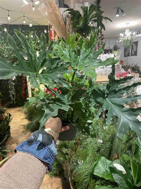 6 Philodendron Lickety Split Flowers Talk Tivoli