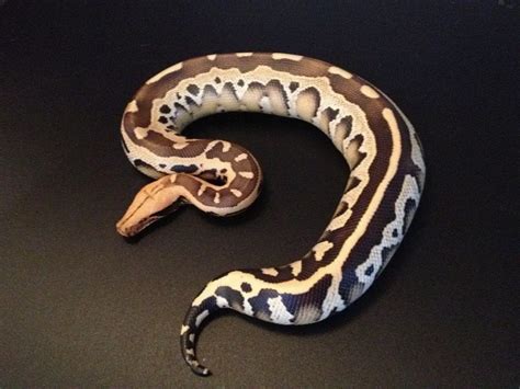 Borneo Short Tailed Python Care Sheet Reptiles Cove