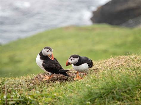 Atlantic Puffins