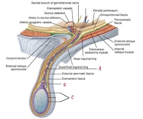 Spermatic Cord Contents