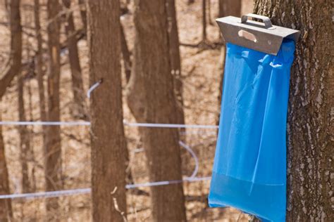 Why Do We Get Maple Sap From Maple Trees Arboretum Maple Time