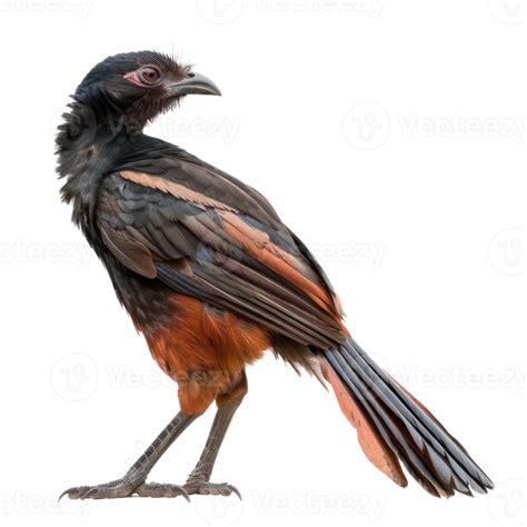 Greater Coucal Bird Side View Full Body Isolate On Transparency