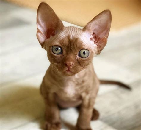 😻Кошки сфинксы как ухаживать за этими необычными существами Нос хвост лапы Дзен