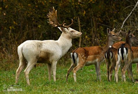 Fallow Deer Photos Fallow Deer Images Nature Wildlife Pictures