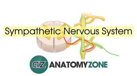 Sympathetic Nervous System Anatomy D Models Video Tutorials Notes AnatomyZone