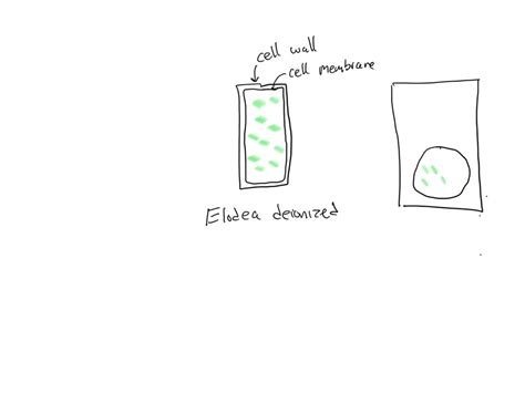 Solved Experiment 2 Osmosis In Live Elodearesults Draw A Typical