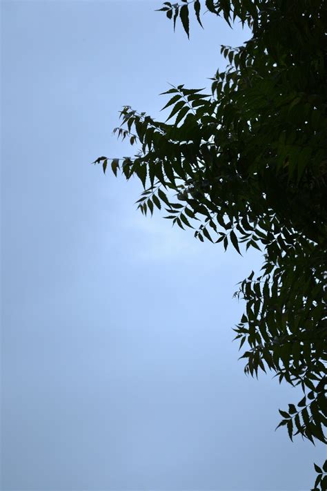 Edit Free Photo Of Treeleafsnegative Spacenegative Space Photography