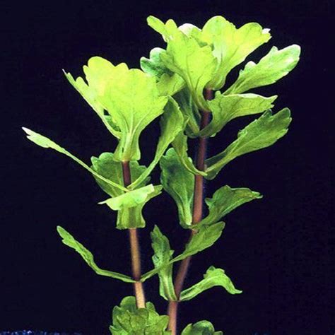 Mexican Oak Leaf Bunched Aquarium Plant Arizona Aquatic Gardens
