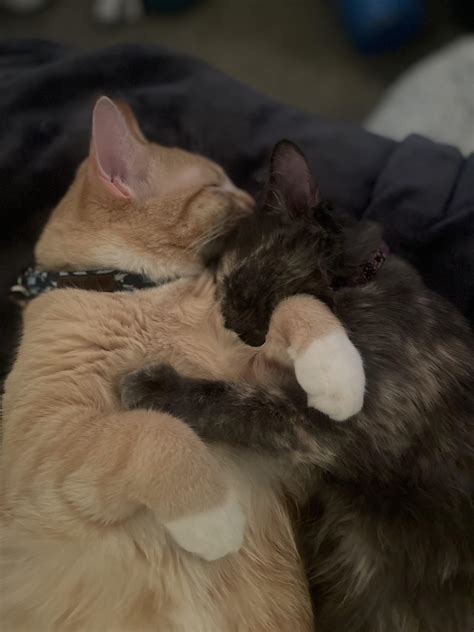 Cuddle Curls R Curledfeetsies