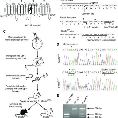 Summary Of Off Target Analysis Download Scientific Diagram