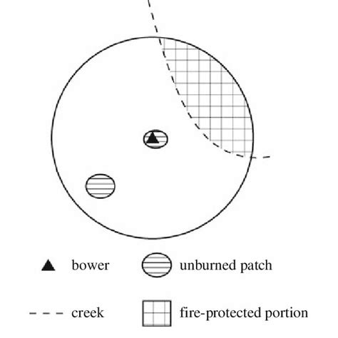 An Illustration Of A 50 M Radius Circular Plot Centred On A Bower Near Download Scientific