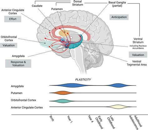 Striatum Speechfit