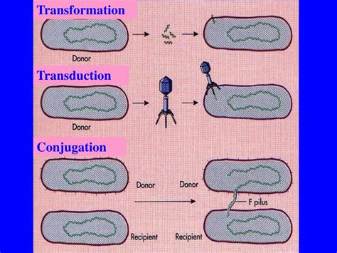 Ppt Bacterial Genetics Powerpoint Presentation Free Download Id709336