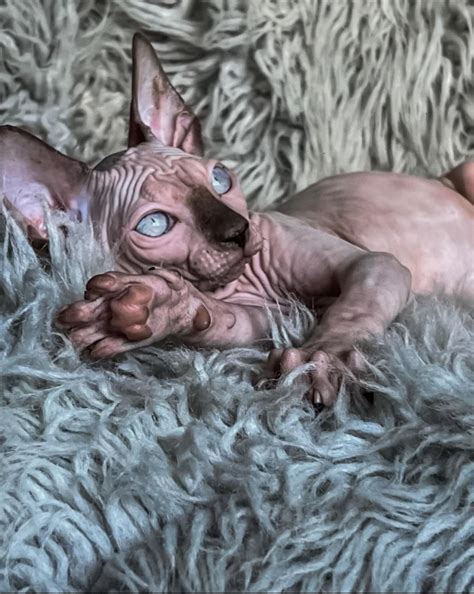 After My Wife Saw These Photos She Said She Had To Have Him Rsphynx