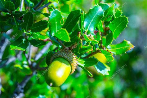 Rama Con Bellotas De Roble Kermes También Conocido Como Quercus