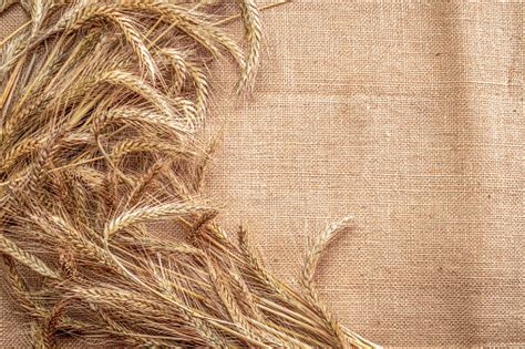 보리 곡물 전체 보리 수확 밀 콩나물 밀 곡물 귀 또는 호밀 스파이크 식물 린넨 질감 또는 갈색 천연 유기농 배경 시리얼 빵