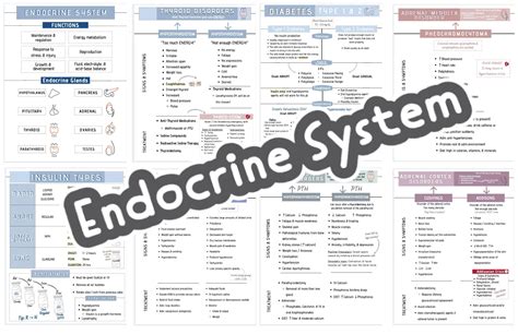 Endocrine System Bundle Med Surg Notes Pages Etsy