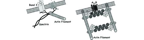 Schematic Representation Of Adenosine Receptor Interacting Proteins