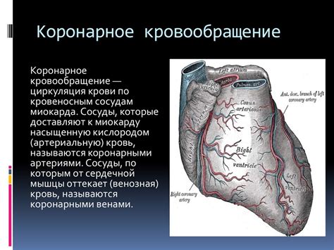 Коронарное кровообращение - online presentation