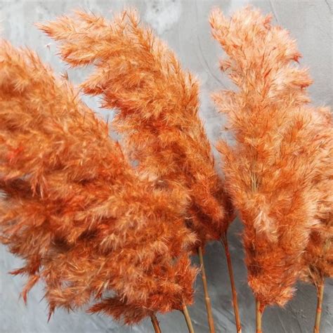 Colored Pampas Grass Etsy