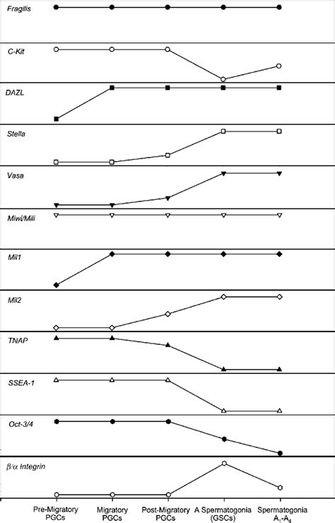 A General Description Of Pgc And Gsc Specific Marker Expression During