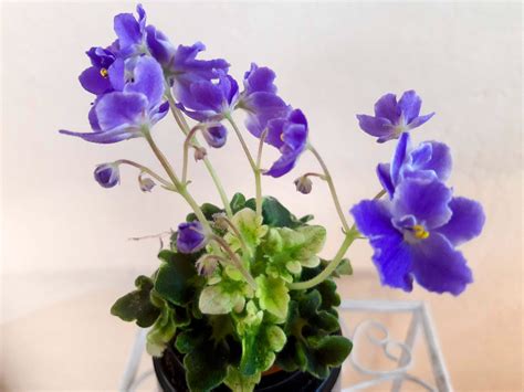 Av Devochka S Nezabudkami Africké Fialky Saintpaulia African Violets