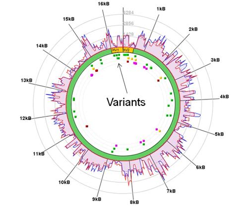 Maternal Lineage Analysis Using Mtdna Analysis And Ngs