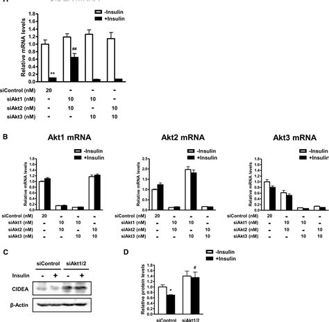 Figure 1 From Differential Regulation Of Cidea And Cidec Expression By