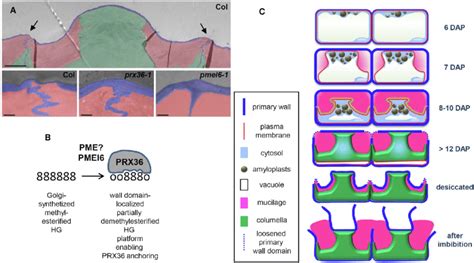Pectin Pattern Dependent Targeting Of Cell Wall Modifying Enzyme To A Download Scientific