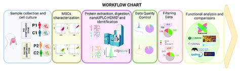 Flowchart For The Studys Process Olfactory Ecto Mesenchymal Stem