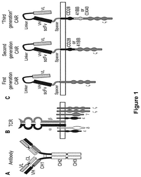 Ror1 Ntrkr1 Specific Chimeric Antigen Receptors For Cancer Immunotherapy Eureka Patsnap