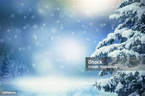 숲에 눈이 내리는 겨울 배너 전나무 나무 크리스마스 겨울 풍경 빛나는 푸른 겨울 배경 소나무 침엽수에 대한 스톡 사진 및 기타 이미지 Istock