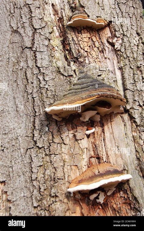 What Is An Artists Conk Ganoderma Applanatum Artists Conk