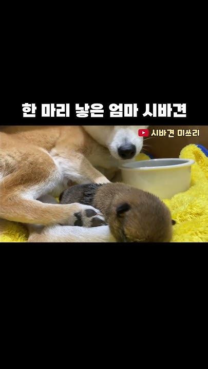 고기 먹으면서도 새끼 바라보는 어미 강아지 모성애 Youtube
