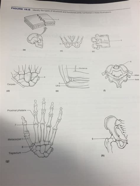 Solved Identify The Types Of Structural And Functional