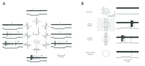 20 Orientations Selective Cells A Responses Of An Download