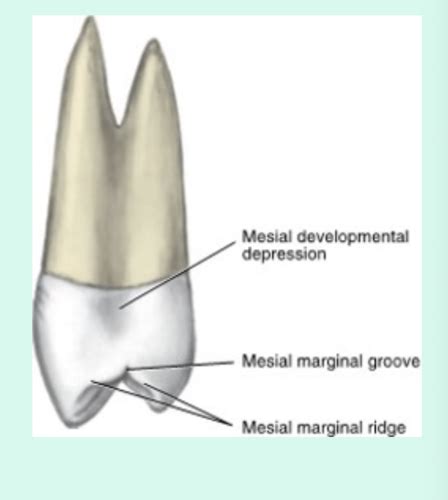 Week 4 Permanent Maxillary Premolars And Maxillary First Premolars Flashcards Quizlet